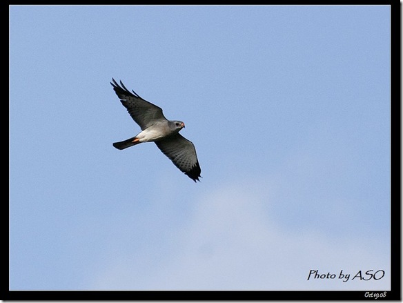 美麗一瞬間: 赤腹鷹(Chinese Sparrow Hawk)